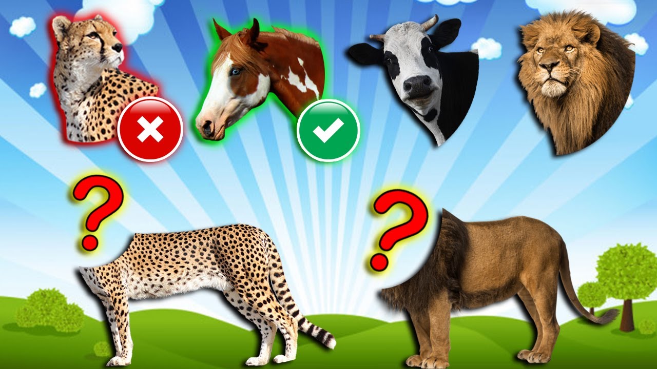 CUTE ANIMALS Leopard, Frog, Puppy, Cat, Rooster, Zebra, Bison, 개구리, 강아지 ...