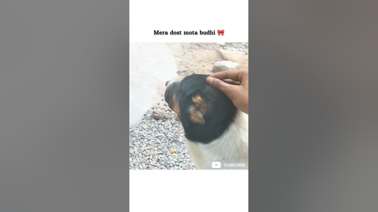 mera dost mr mota Budhi 🎀🐣 - YouTube