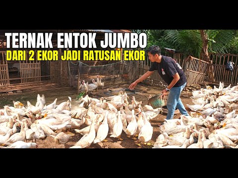 SUKSES TERNAK ENTOK JUMBO MODAL 2 EKOR BISA JADI RATUSAN EKOR, HASILKAN CUAN JUTAAN