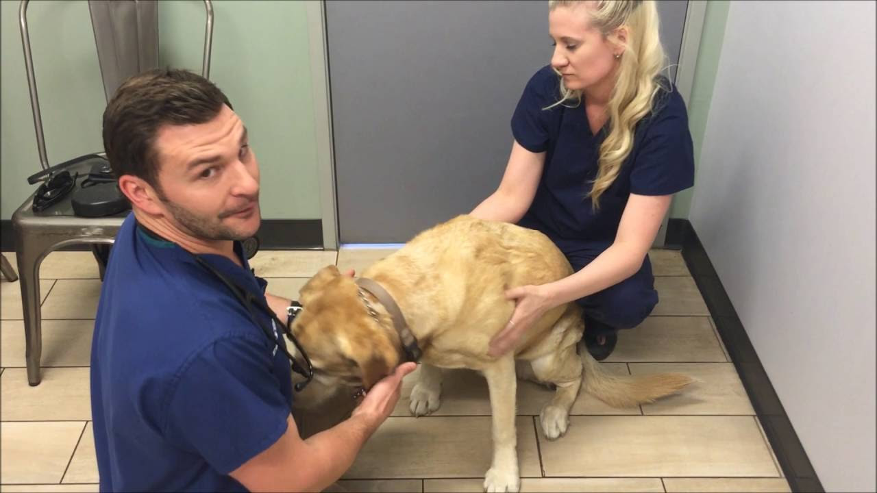 What Is A Wellness Exam For Dogs Updated September 2022 Wikidoggia what-is-a-wellness-exam-for-dogs-updated-september-2022-wikidoggia