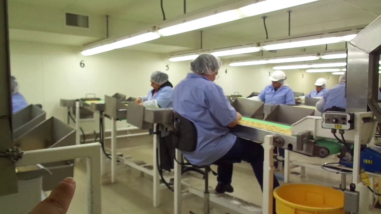 Almond sorting task. Evaluation example for ergonomics - YouTube