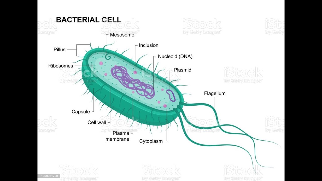 Biology Ch 6(Kingdom Prokaryote) Lec 3 - YouTube
