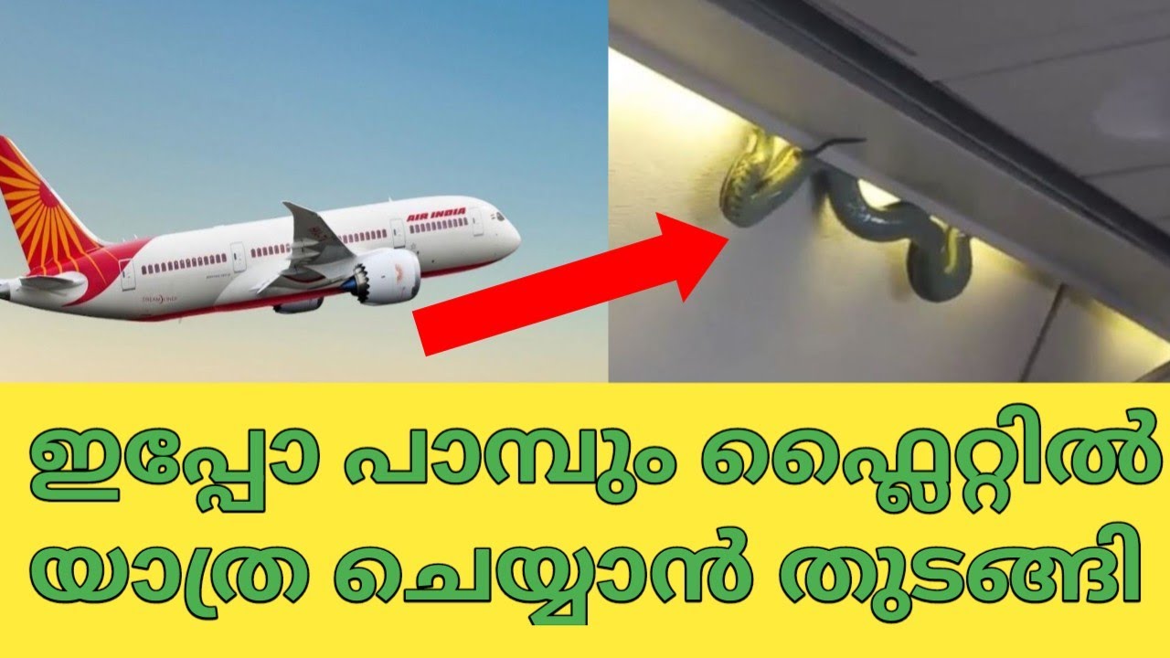 ഫ്ലൈറ്റിൽ പാമ്പും യാത്ര ചെയ്യാൻ തുടങ്ങി snake in flight #breaking news ...