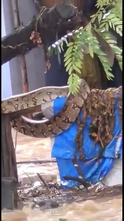 A huge Python in Flood Water || #python #pythoninfloodwater #flood # ...