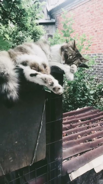 Окорочка #котик #сон #shorts - YouTube