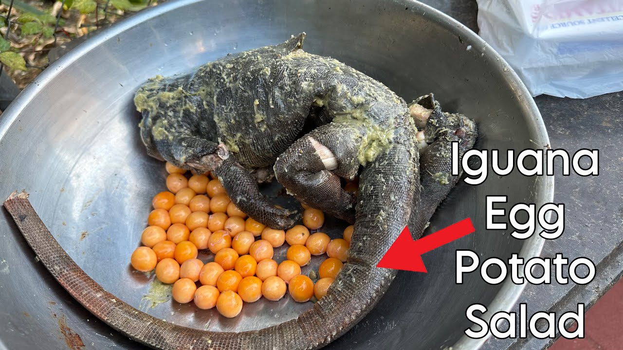 Catch and cook iguana Egg Potato Salad! - YouTube