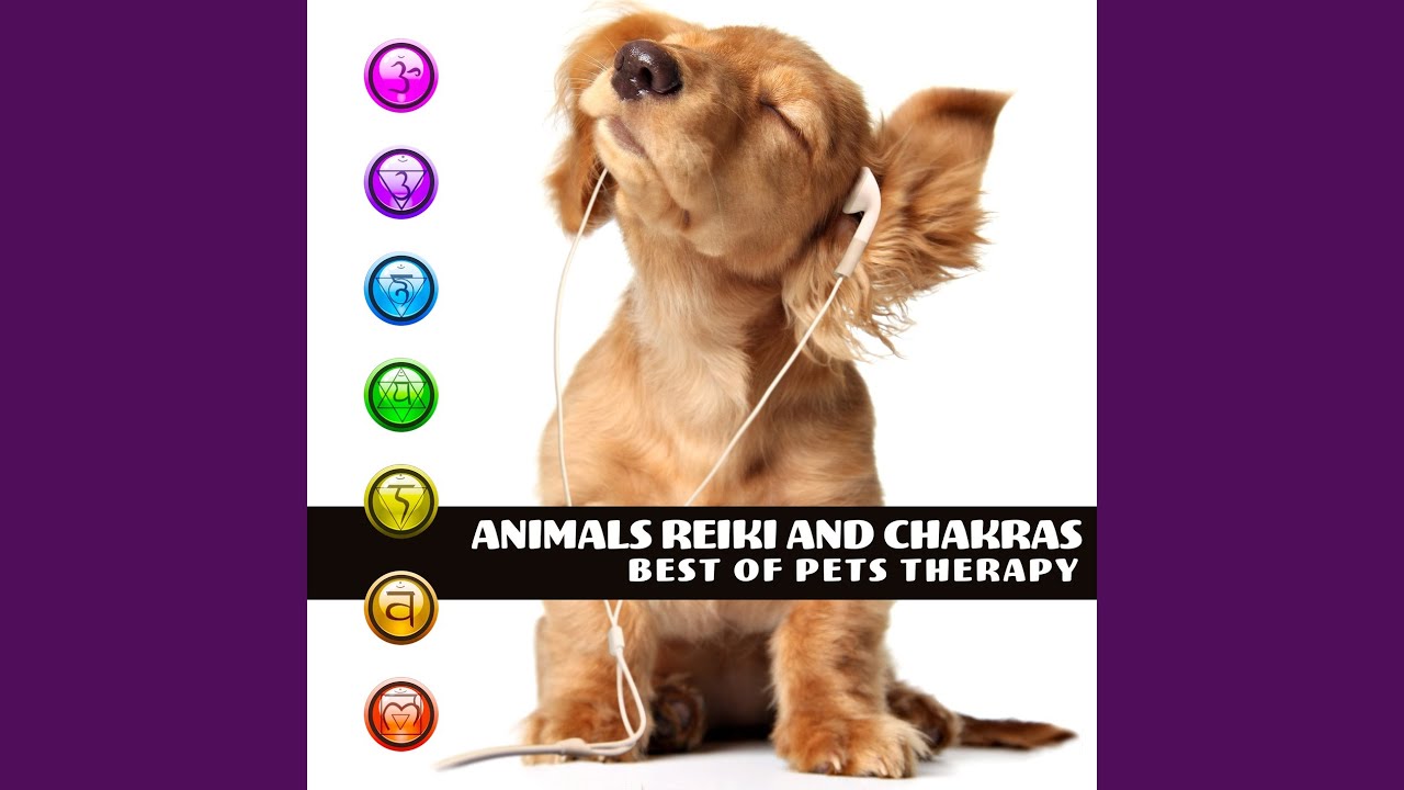 Reiki Animals Session - YouTube