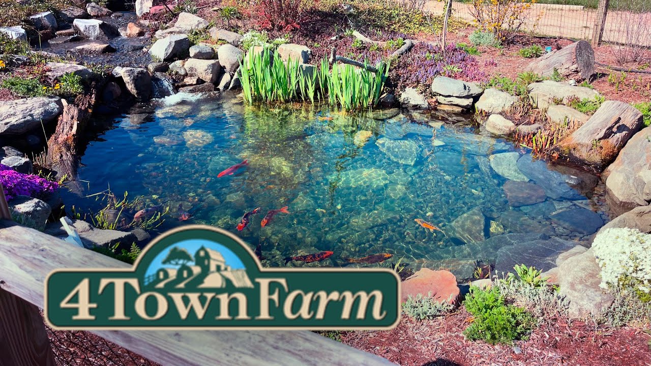 Koi Pond at Four Town Farm (Seekonk, Massachusetts) - YouTube