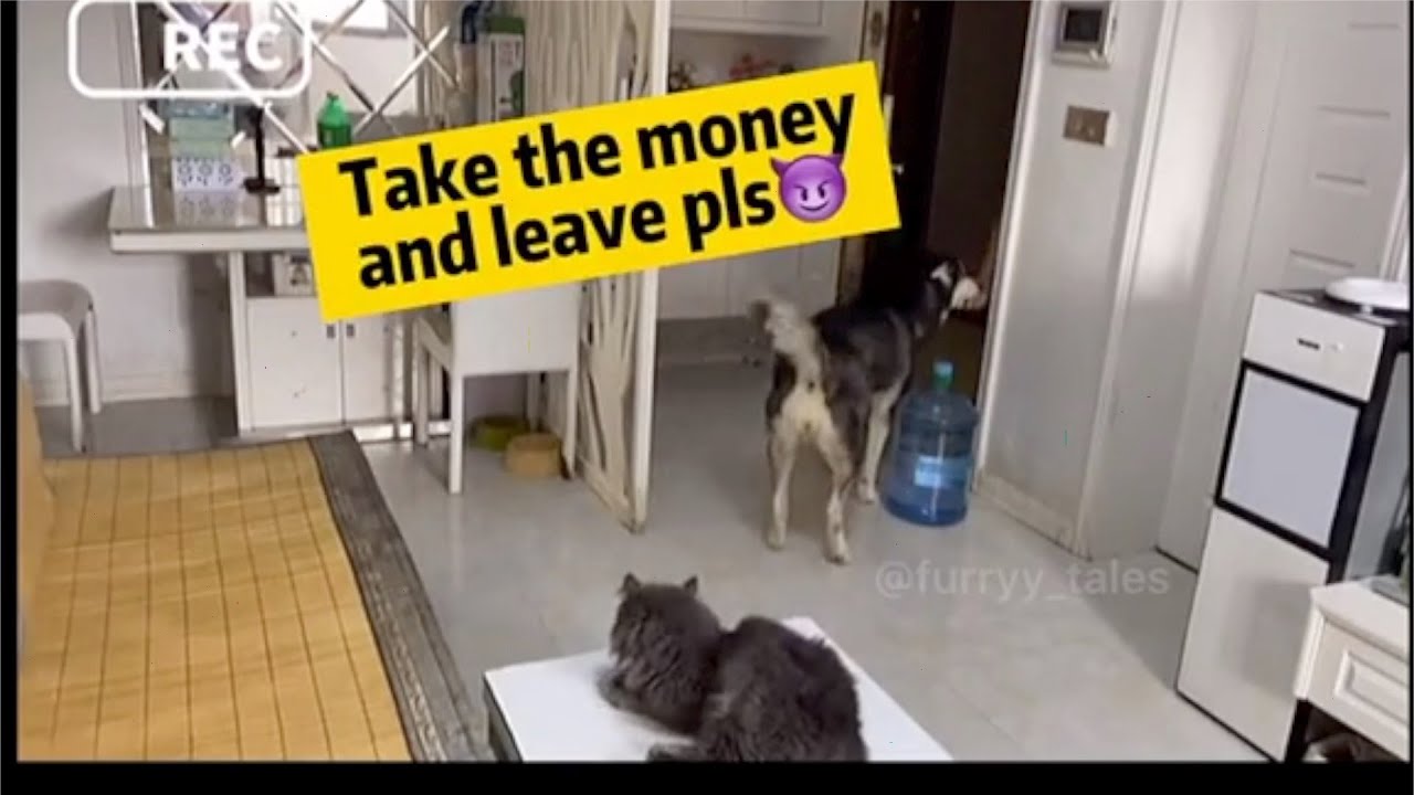 DOGS RECEIVING THE DELIVERY FOOD *CAUGHT ON CAMERA* - YouTube