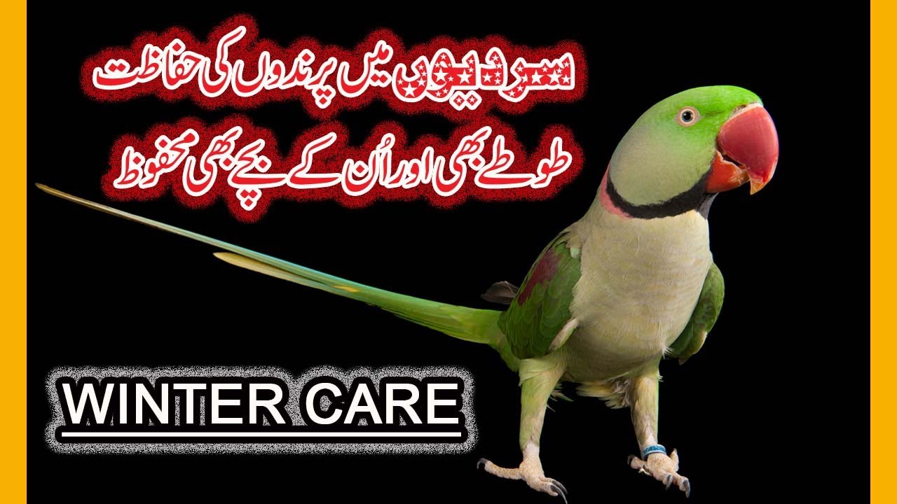 HOW TO PROTECT YOUR BIRDS IN WINTER SEASON/WINTER CARE/PROTECT BABY ...