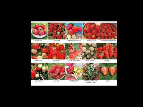 Strawberry. Classification, History and Economic Importance. - YouTube