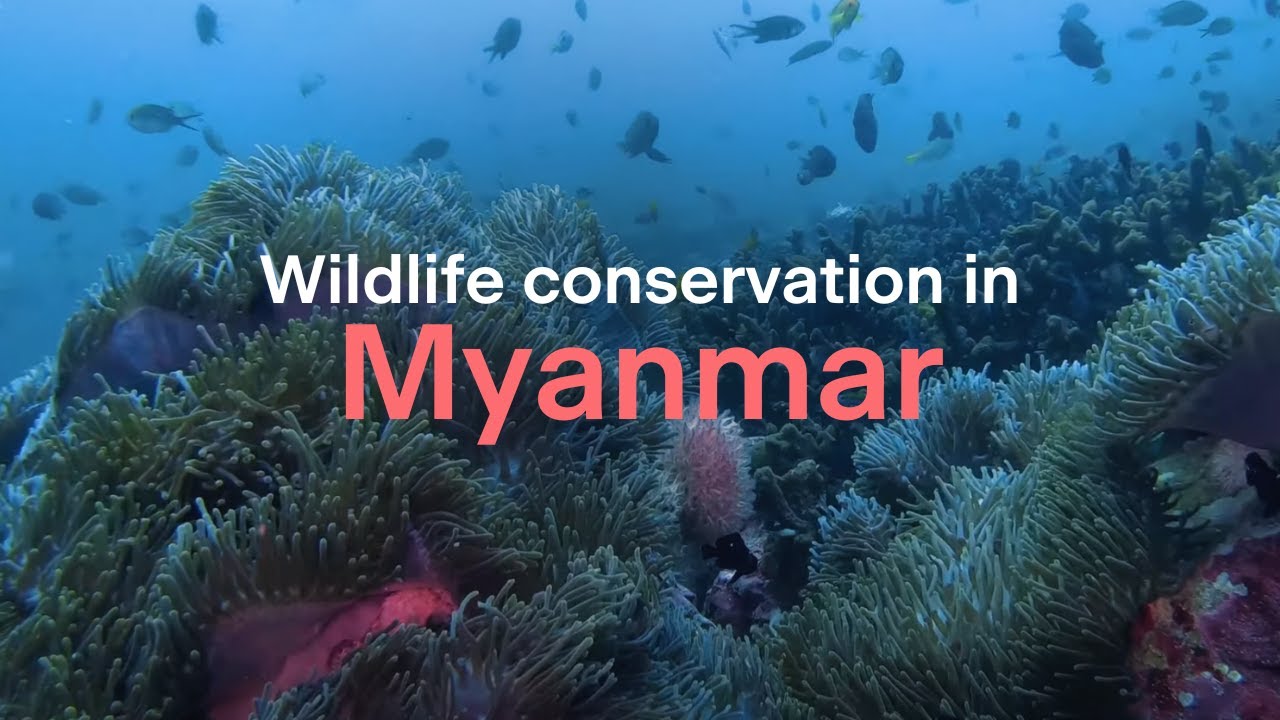 Myanmar's Wild Archipelago: Protecting people and marine biodiversity ...
