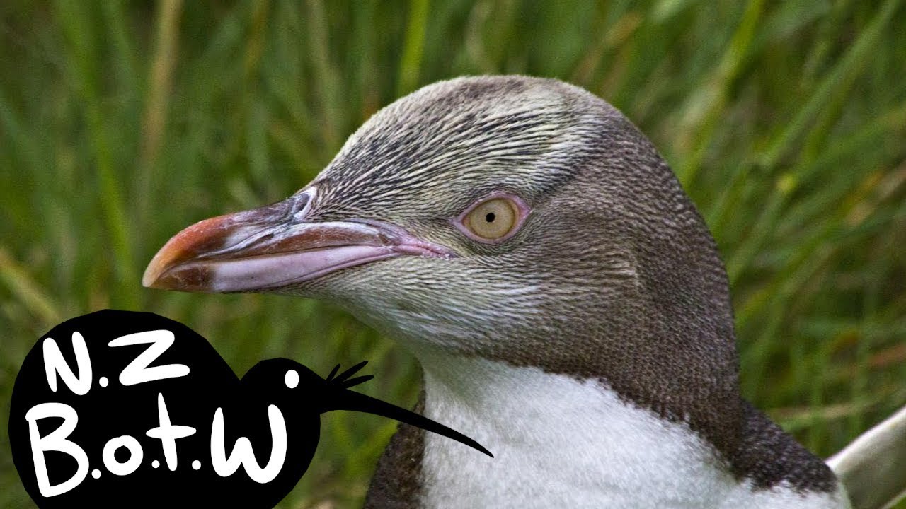 Yellow-eyed penguin - New Zealand Bird of the Week - YouTube