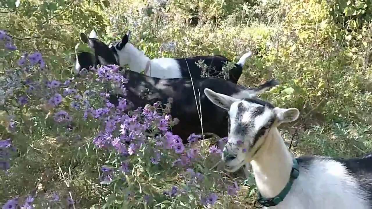 French Alpine Dairy Goats going for a walk with romance is in the air ...