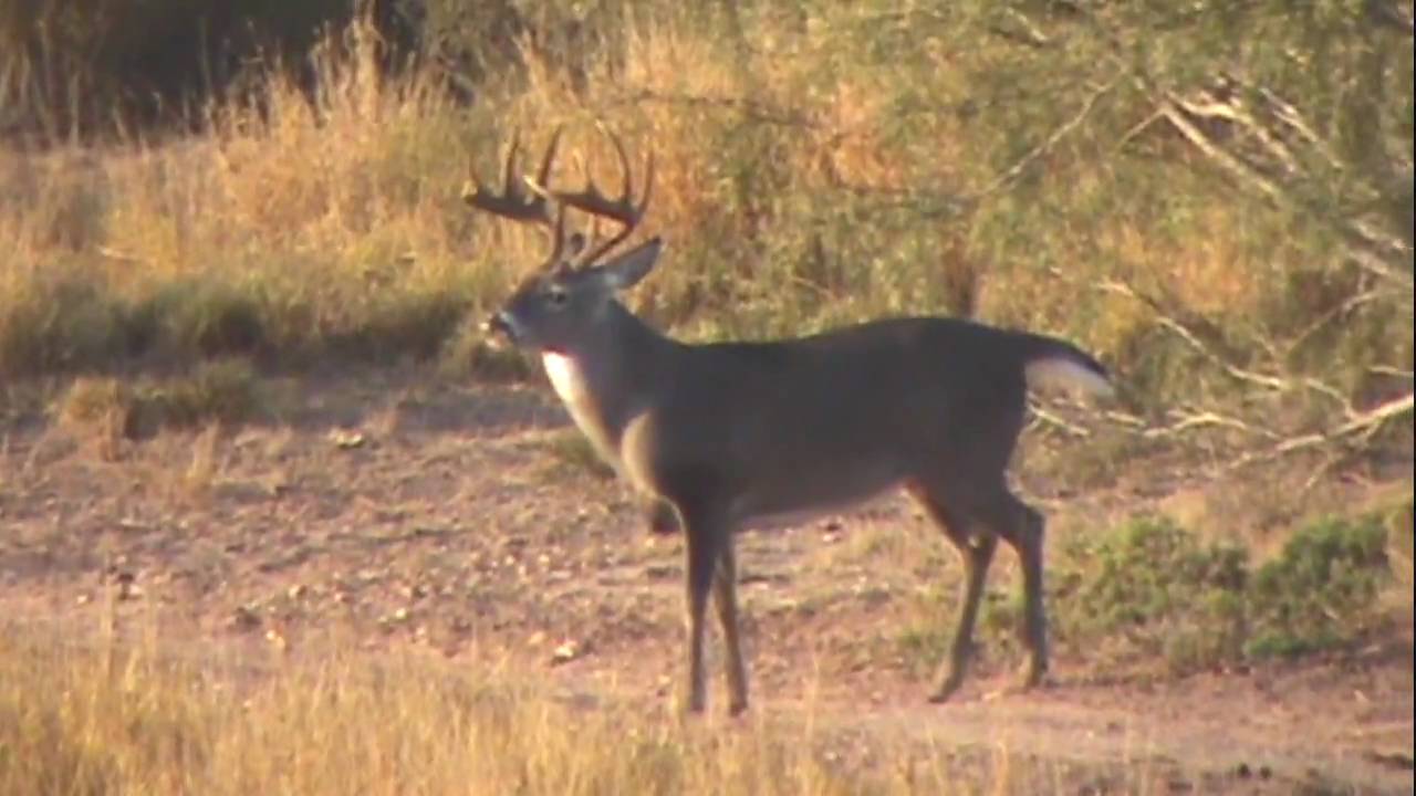 South Texas 10 Point Trophy Buck - YouTube