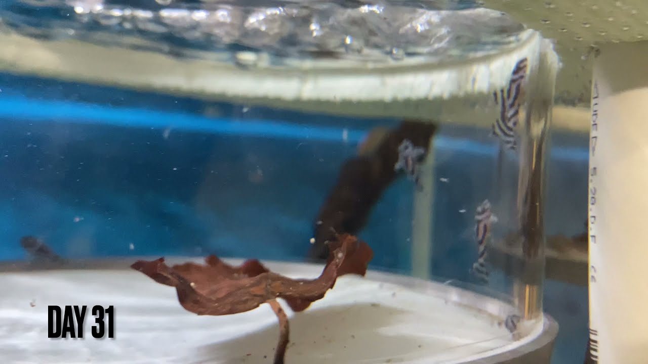 L046 Fry DAY 1 to Day 31 Zebra pleco fry, HypancistrusZebra, l46 - YouTube