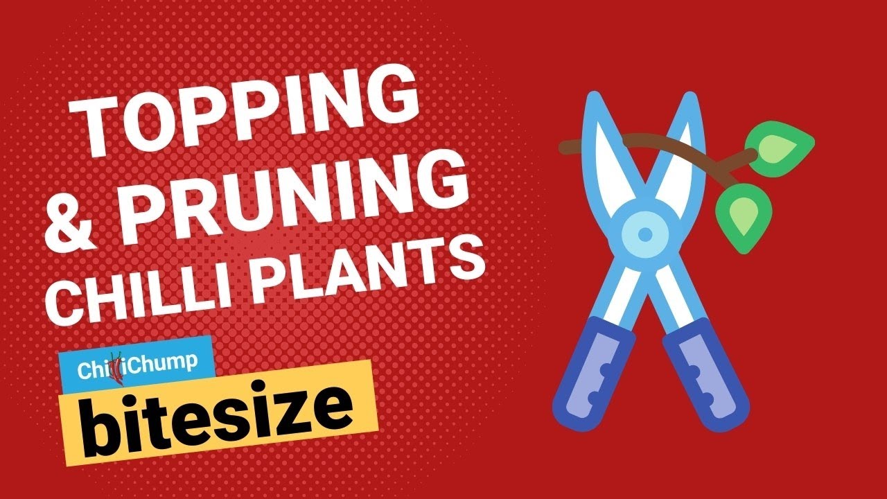 Should you Top or Prune Chilli Plants for bigger yield? (CCBS Episode 7 ...