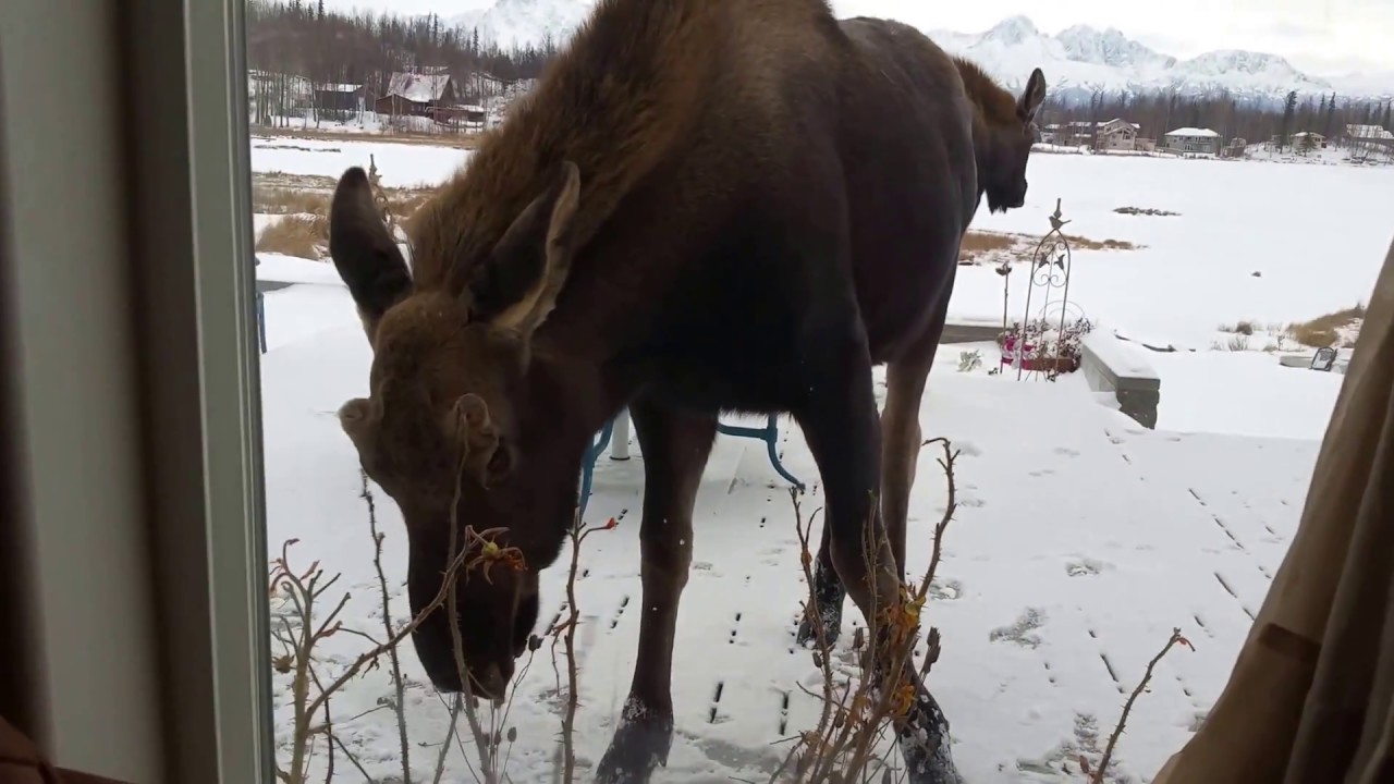 My Moose Visit - YouTube
