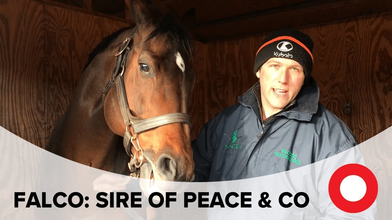 Peace And Co's sire Falco at the TBA National Hunt Stallion Showcase ...