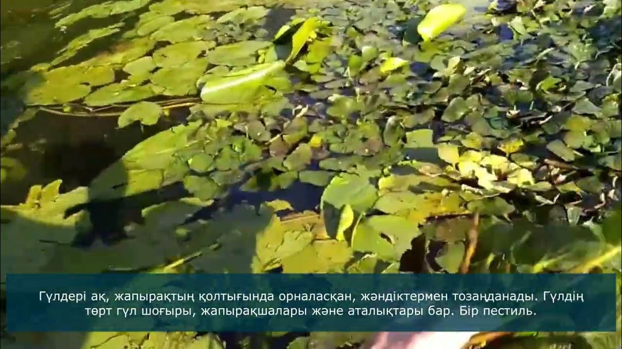 Водяной орех - YouTube