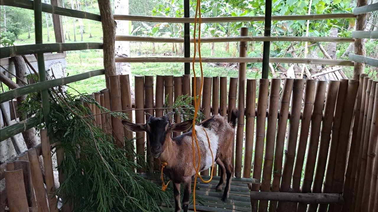Paggawa ng kulungan ng kambing - YouTube