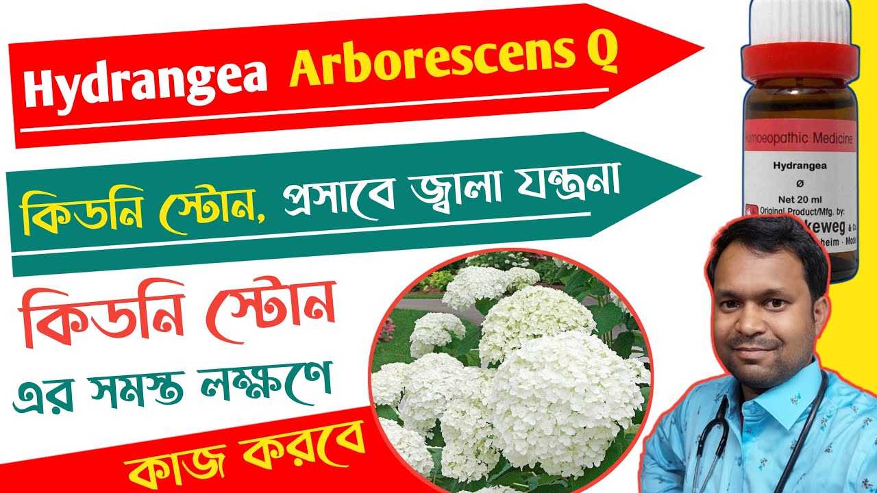 Hydrangea q Homeopathic Medicine Hydrangea q uses Hydrangea Arborescens ...