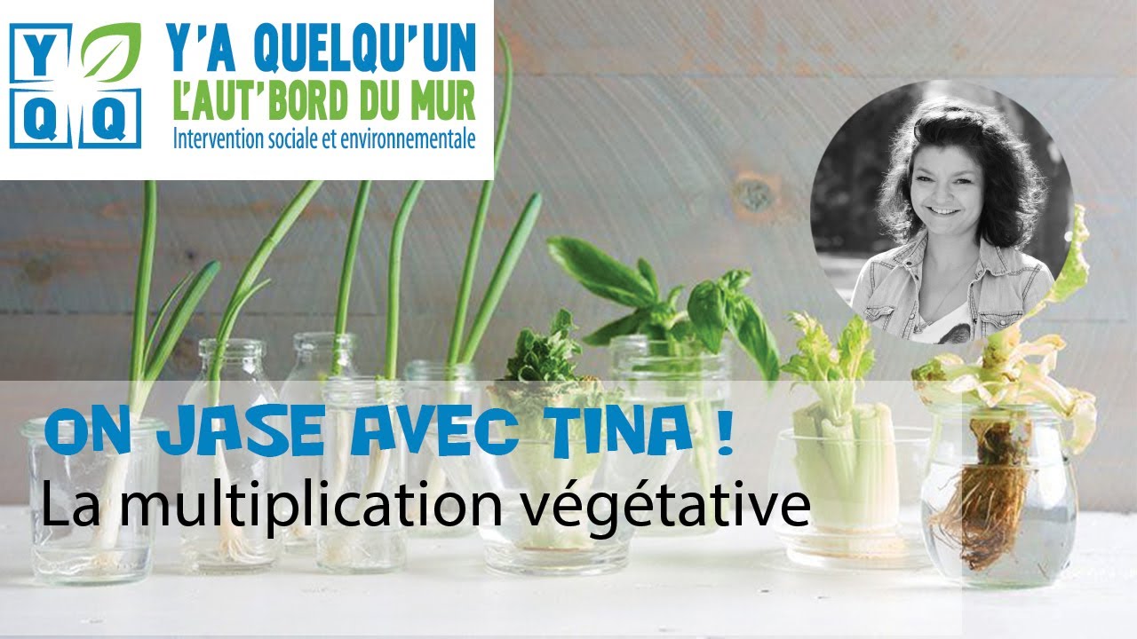 La multiplication végétative - YouTube