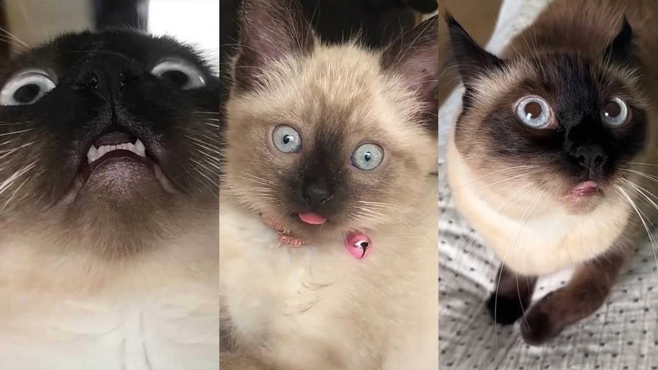 Merv The Cat Funniest TikToks 2025 - New Merv The Cat TikTok Videos ...