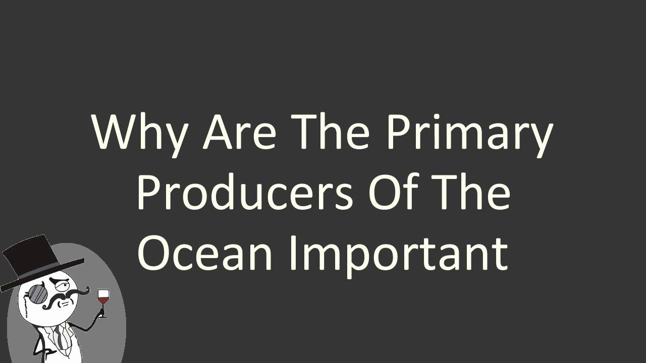 Why are the primary producers of the ocean important - YouTube