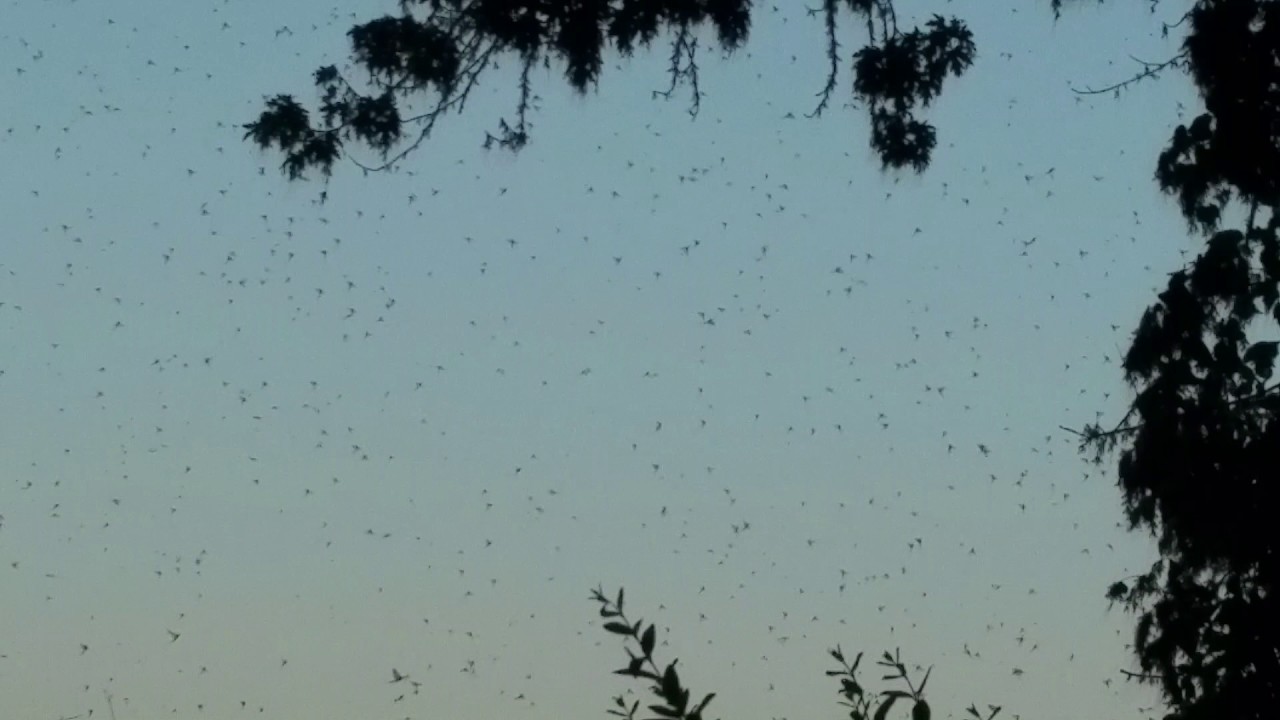 Mayfly hatching - YouTube