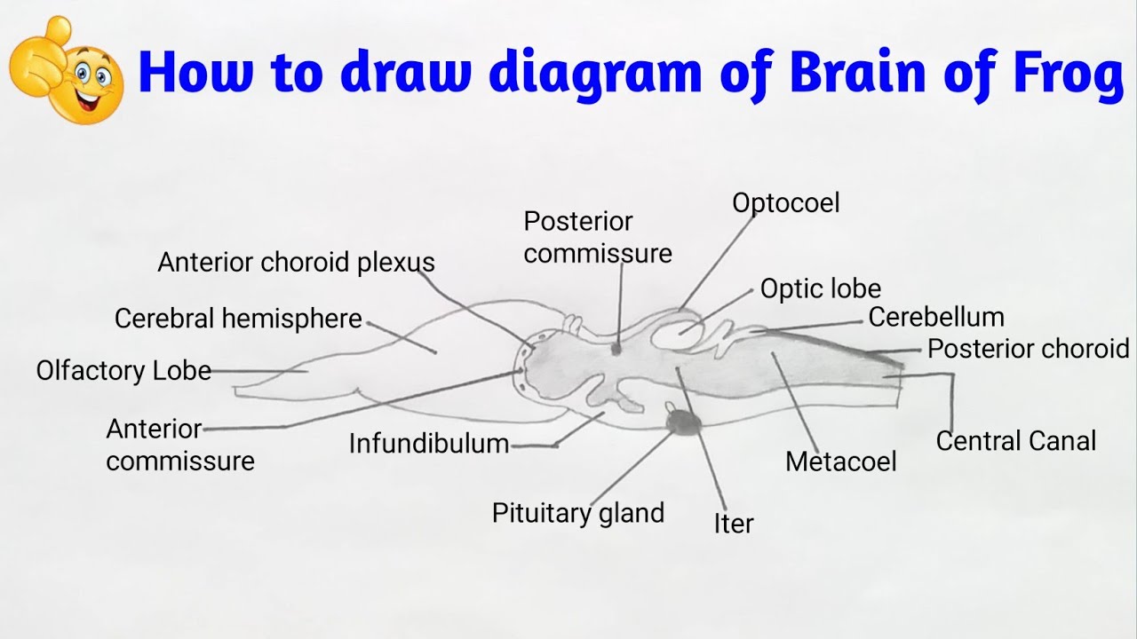 how to draw labelled diagram of frog brain step by step - YouTube