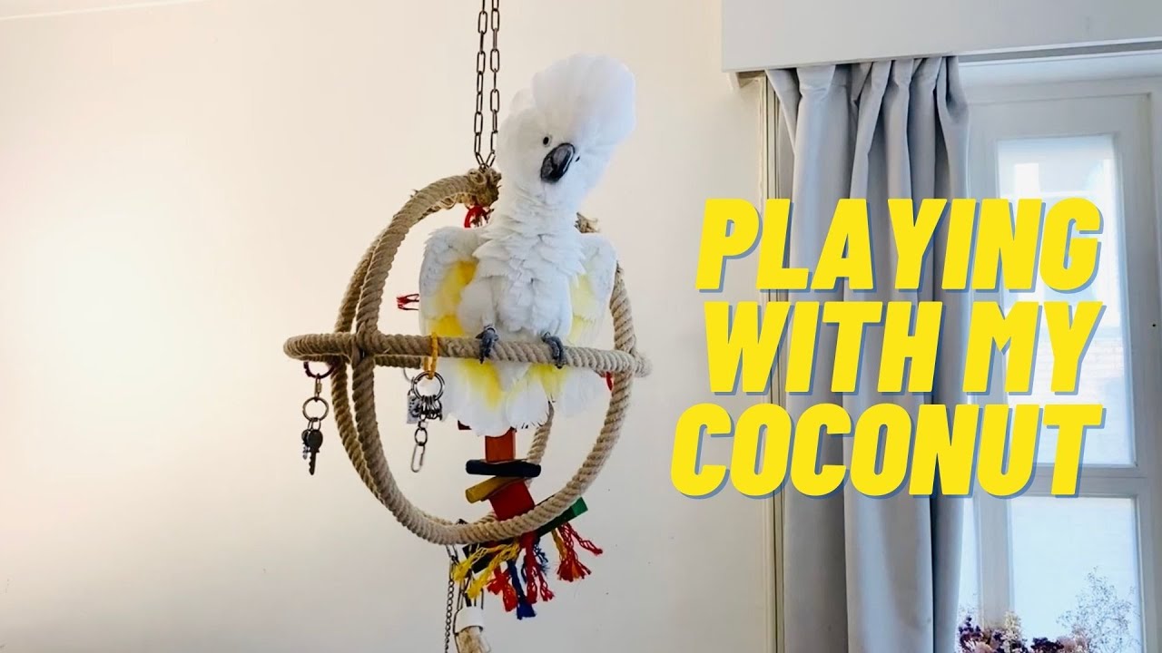 Marni the Cockatoo playing with his coconut 🥥 - YouTube