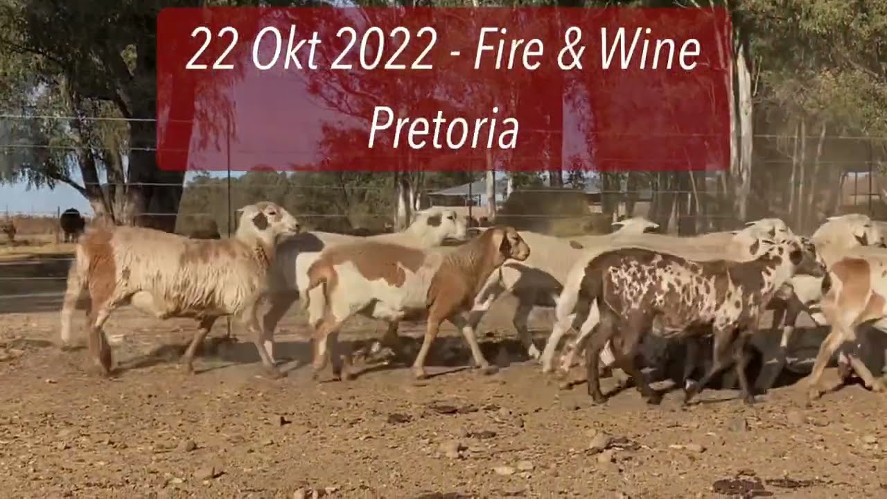 Meatmaster & Dorper produksieveiling | Sterkfontein Meatmasters - YouTube
