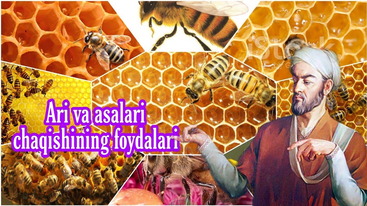 Ari va asalari chaqishining foydalari_Ари ва асалари чакишининг ...