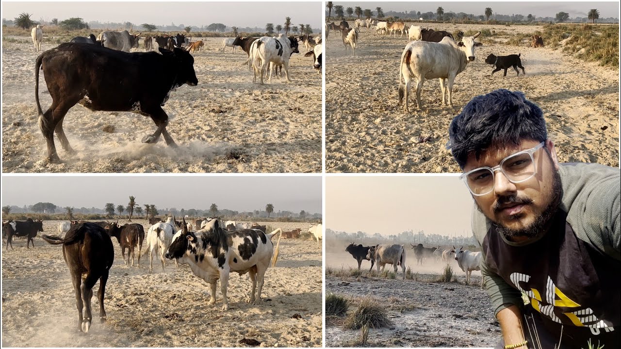 Jamuna Ko Wild Cow Ke Sath karne Se Pehle Nazar Rakhunga Inpar आपकी ...