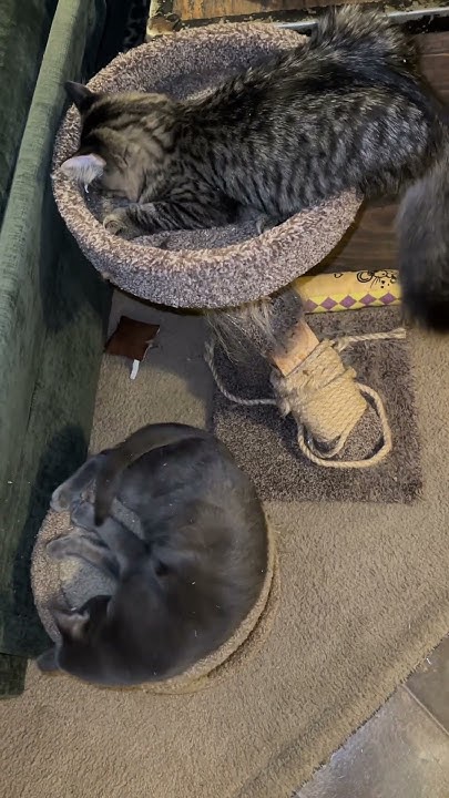 Roo and Elviras first time trying CATNIP! 🤣 - YouTube