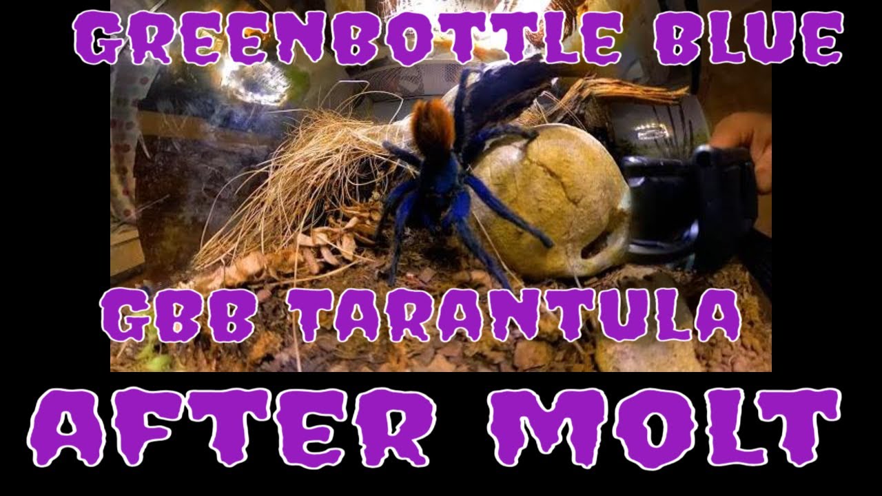Chromatopelma cyaneopubescens (GreenBottle Blue, GBB Tarantula) after ...