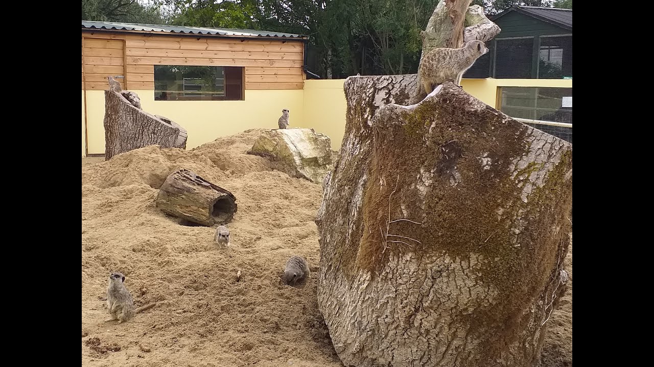 Meerkat Habitat Development Project - YouTube