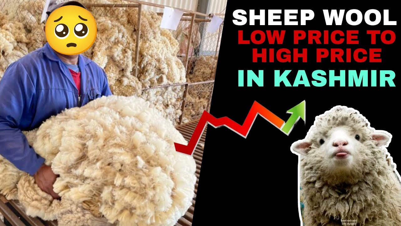 How to increase profit by sheep wool? || Why has the price of sheep ...