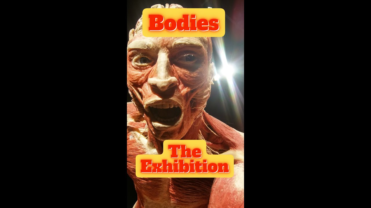 BODIES: The Most Shocking Museum Exhibit You've Never Seen - YouTube