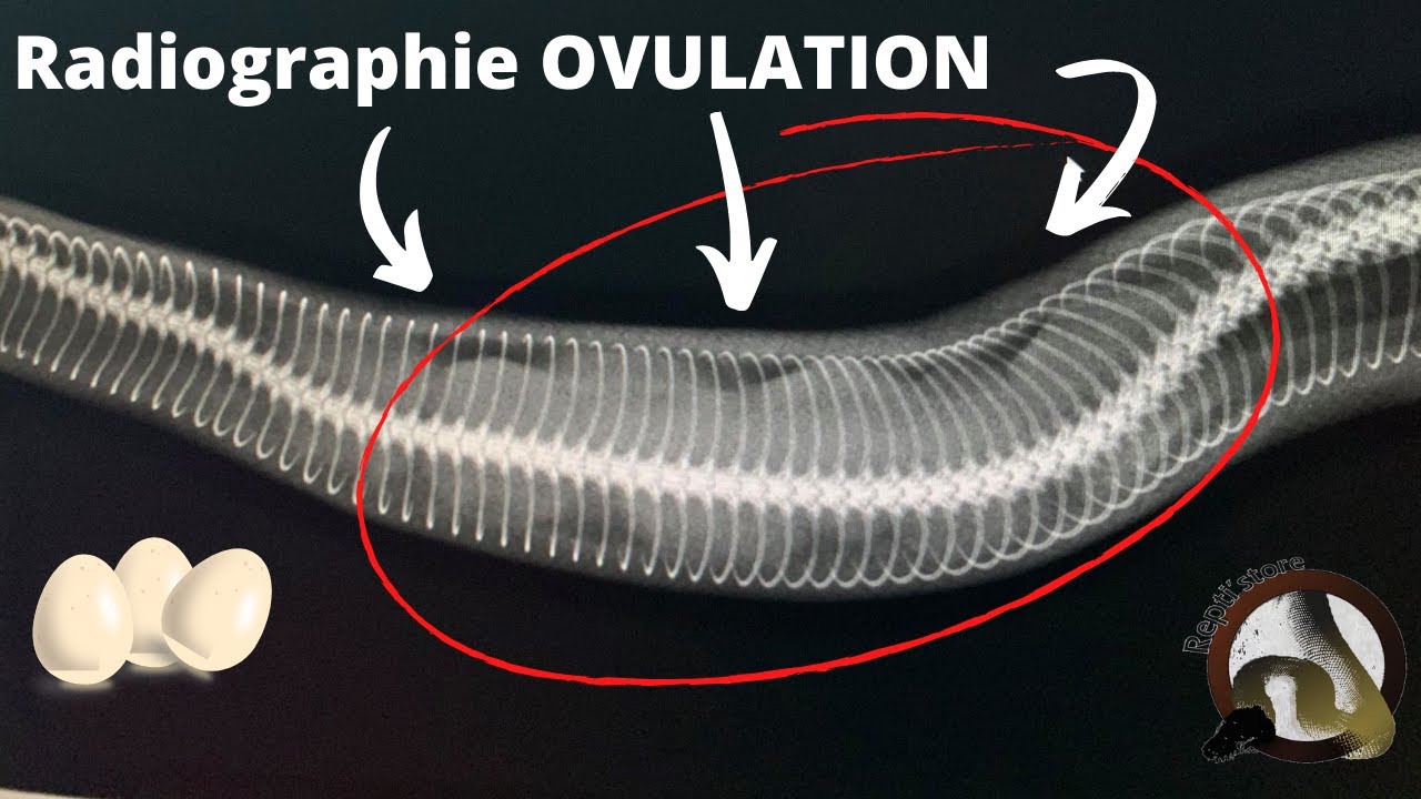 Mon serpent est en OVULATION !!! La reproduction comment ça ce passe ...