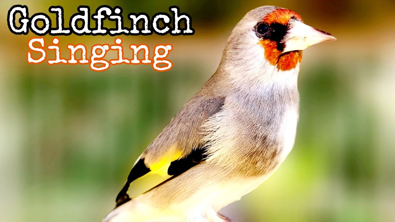 Goldfinch Singing Training | Goldfinch Training Song | Animals Change ...