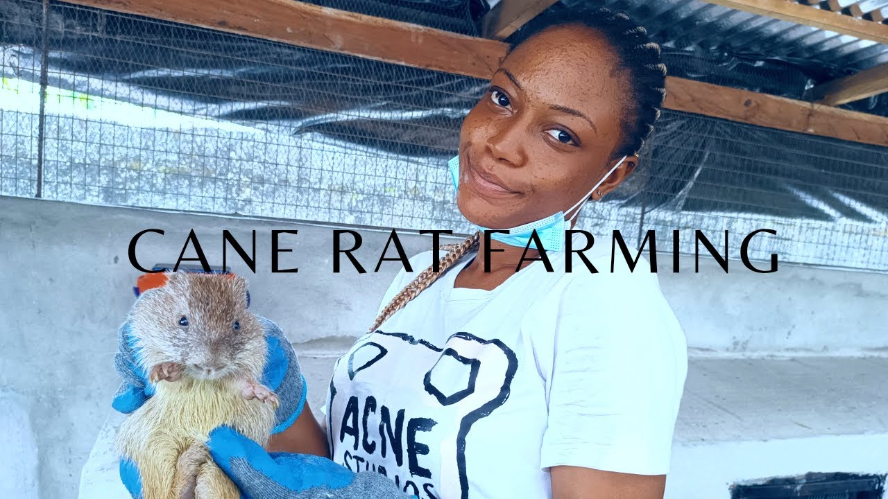 Rearing bush meat in Nigeria - YouTube