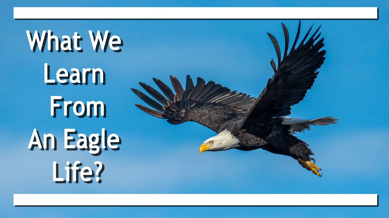 What We Learn From An Eagle life? | Motivational Video - YouTube