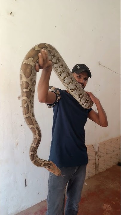 dangerous Python attack 🇱🇰 #shorts #python #animals #kingcobra # ...