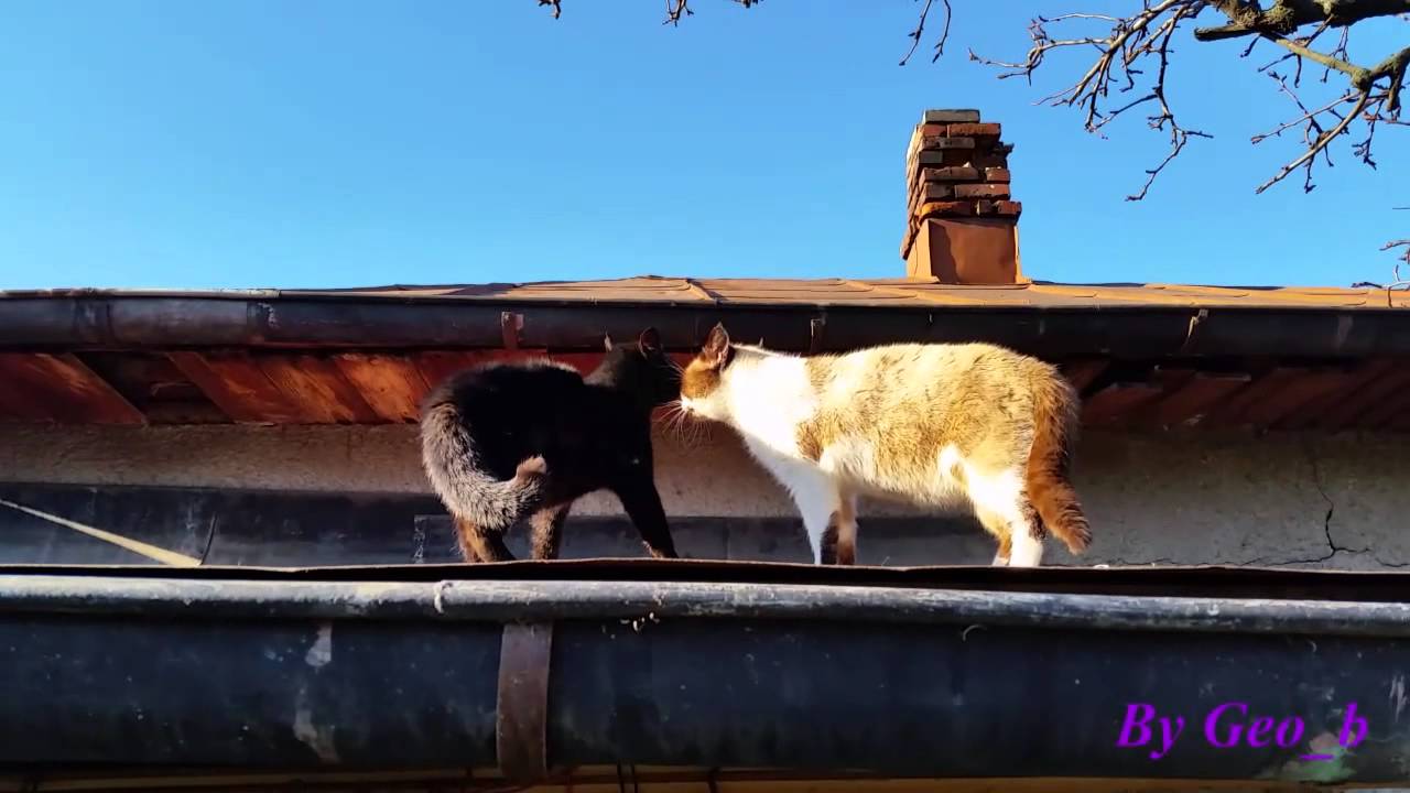 Real Cat Fight - YouTube