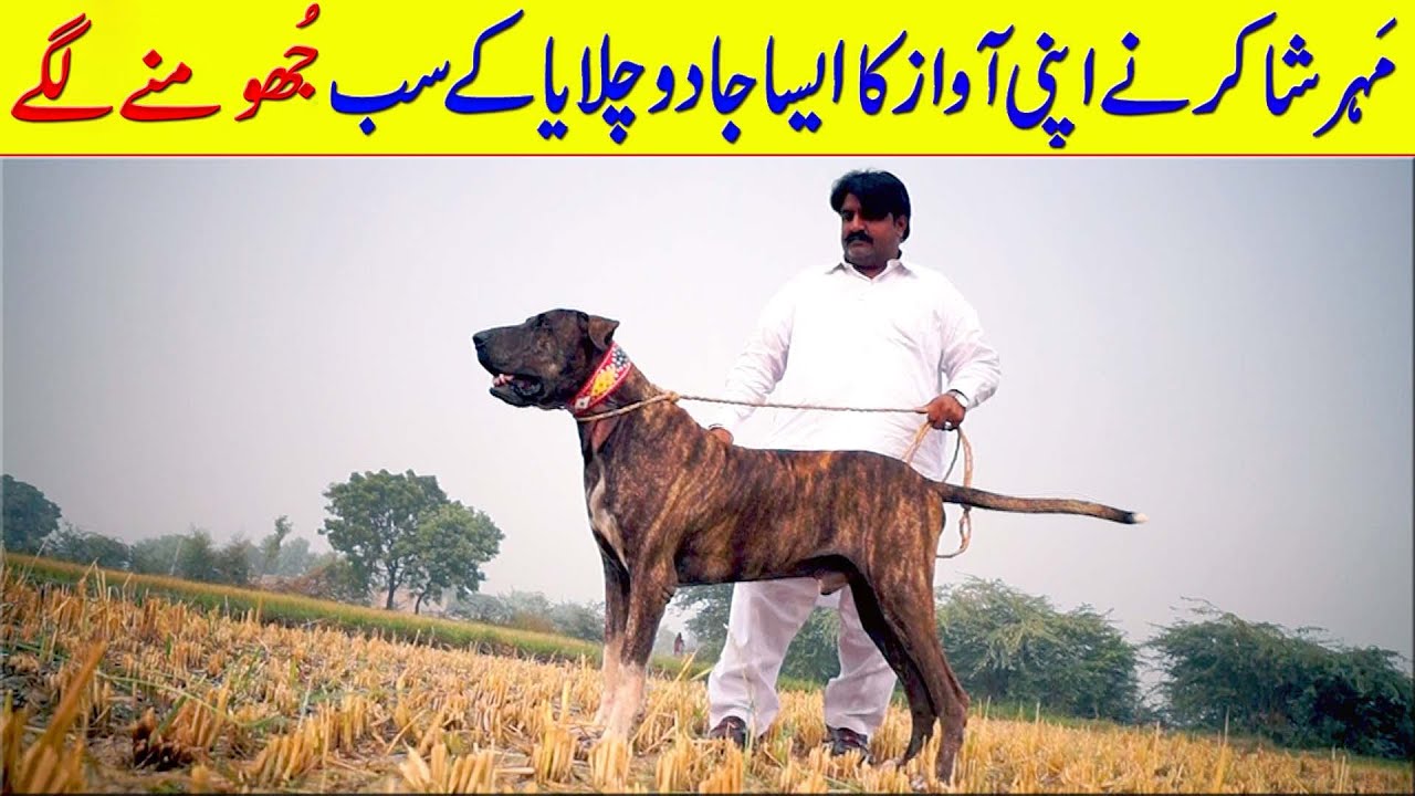 Beautiful Dog Video And Best Song of Maher Shaker of Kamalia By Nafa TV ...
