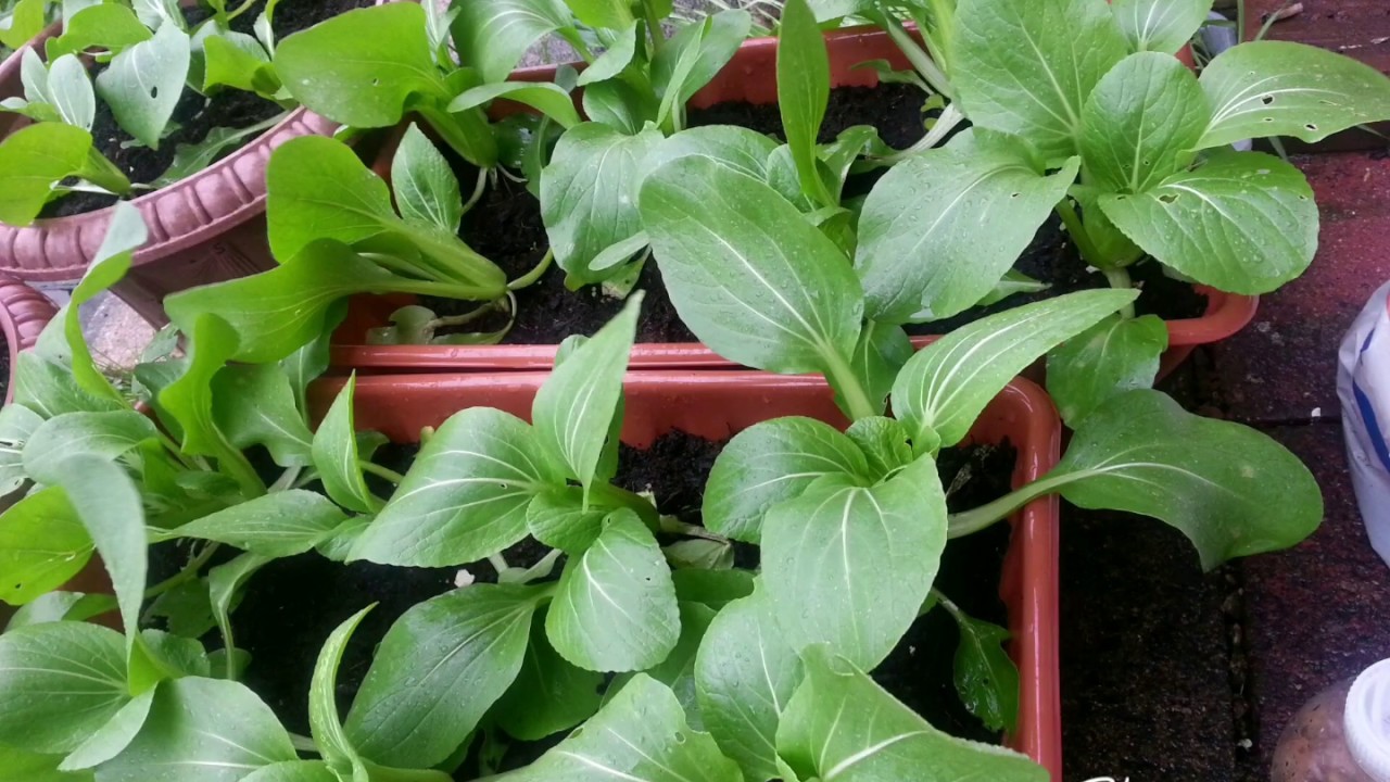 Growing Pak choi in containers - organic veggies - YouTube