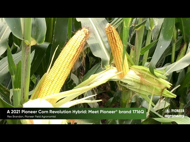 Pioneer Corn