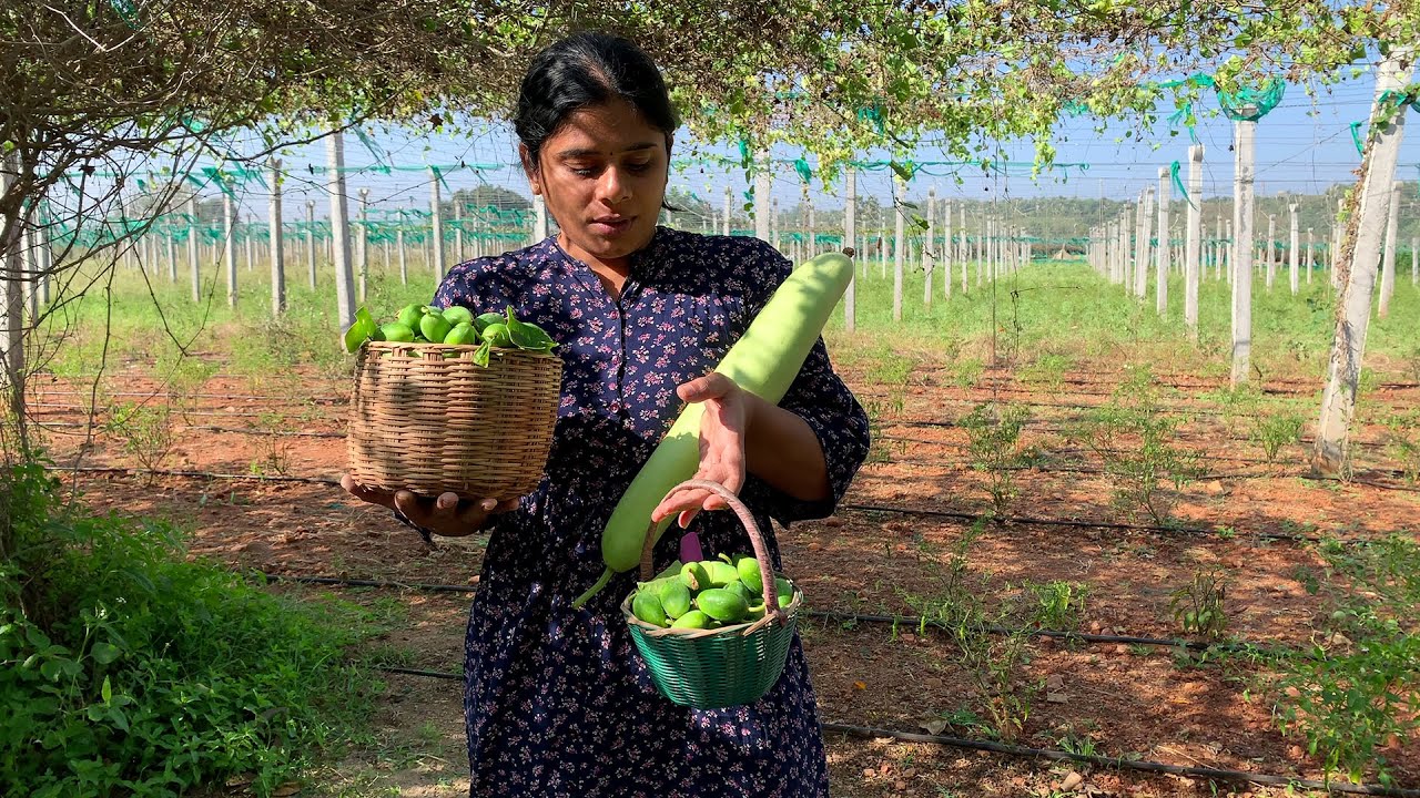 సహజ పద్దతిలో పేను బంకను నివారించే యత్నం|| B Like Bindu Farm Series ...